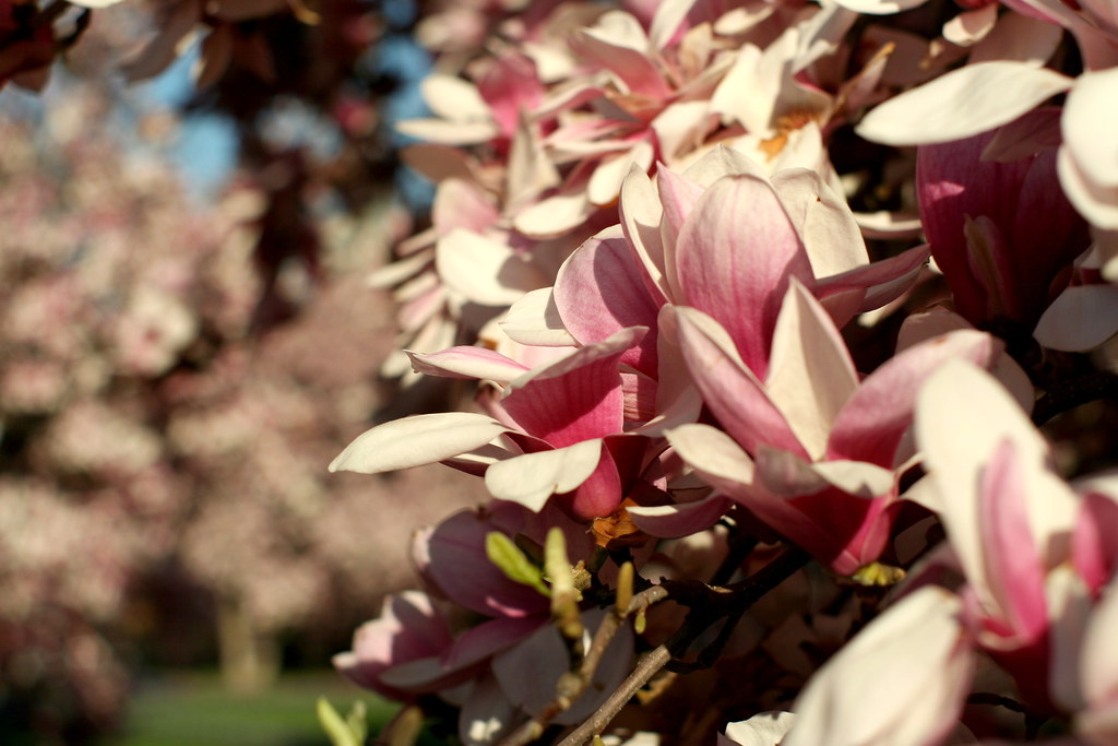 The Secrets of Magnolia Moon by Edwina Wyatt