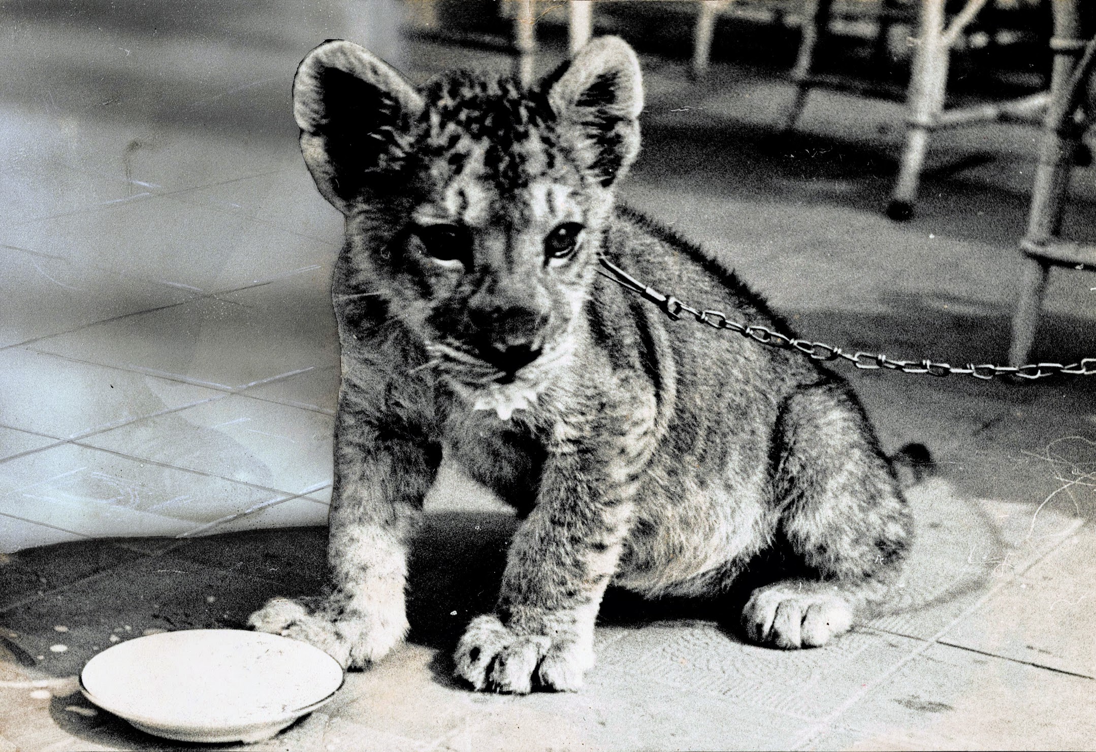 The Lion Who Came to Stay by Victoria Mackinlay