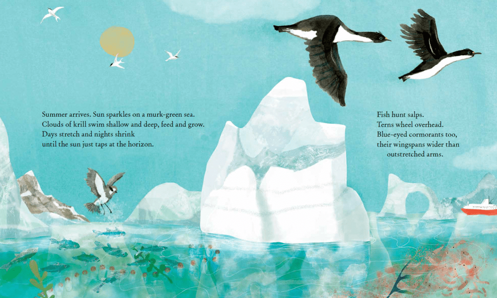 Iceberg by Claire Saxby, illustrated by Jess Racklyeft
